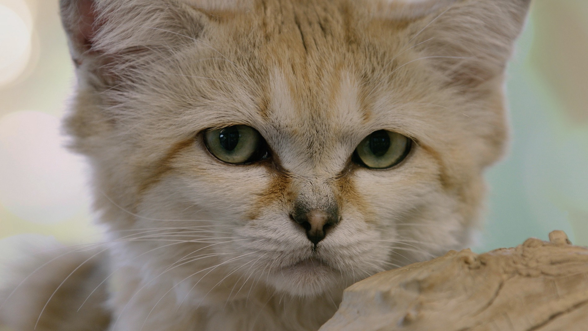 Zookeepers found an unusual way to medicate this sand cat