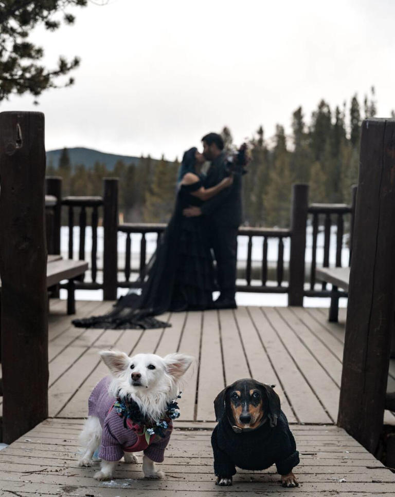 Dogs who helped their parents fall in love steal the spotlight at wedding