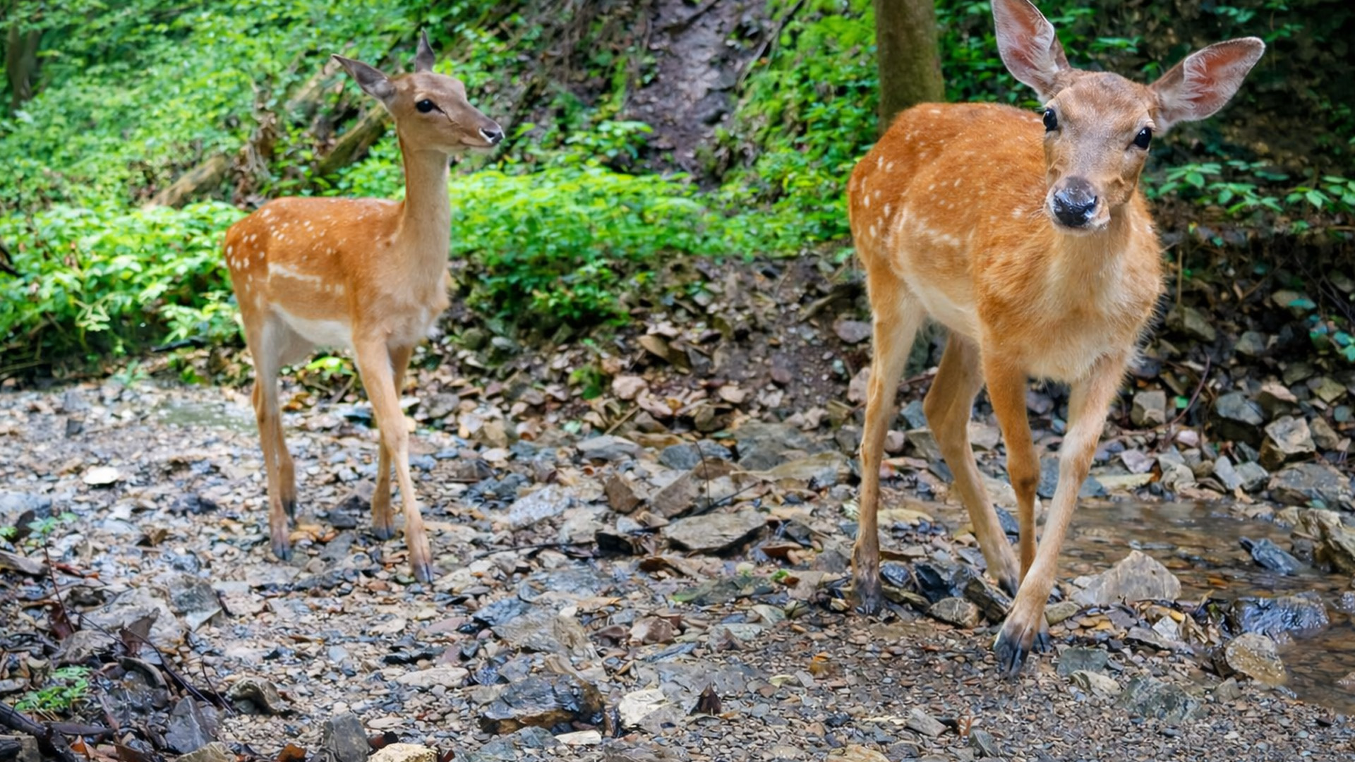 7 days and nights of wildlife captured on camera