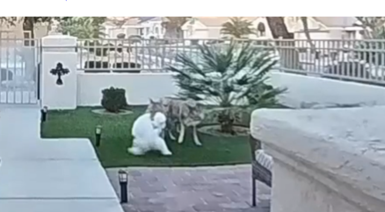 Coyote concerns grow in Summerlin community after attack