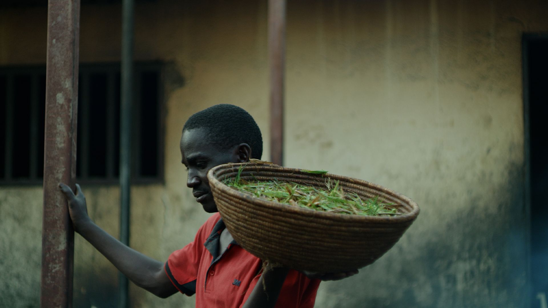 Grasshopper-catching, a Ugandan hustle