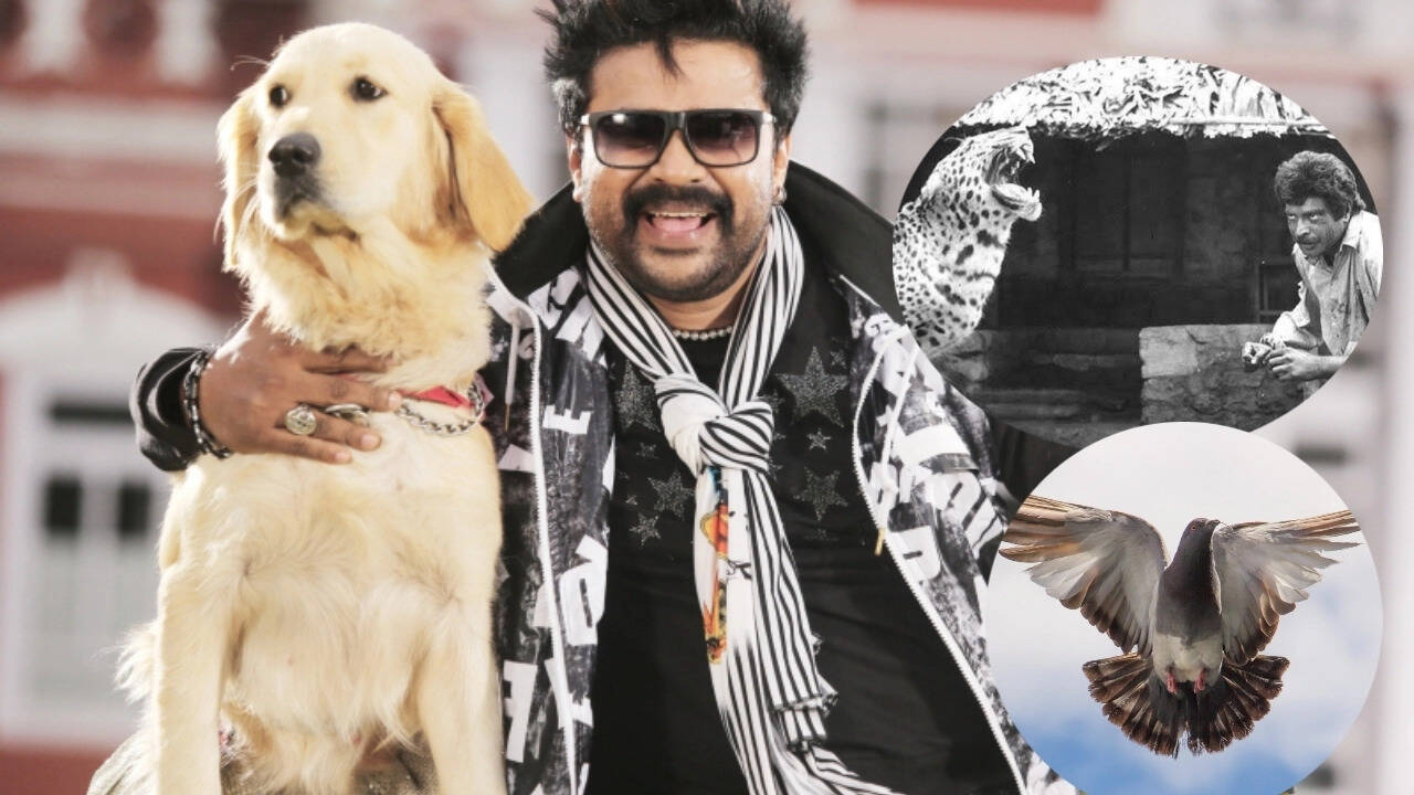 From 'CID Moosa' to 'Eko': Stories told through paws and wings