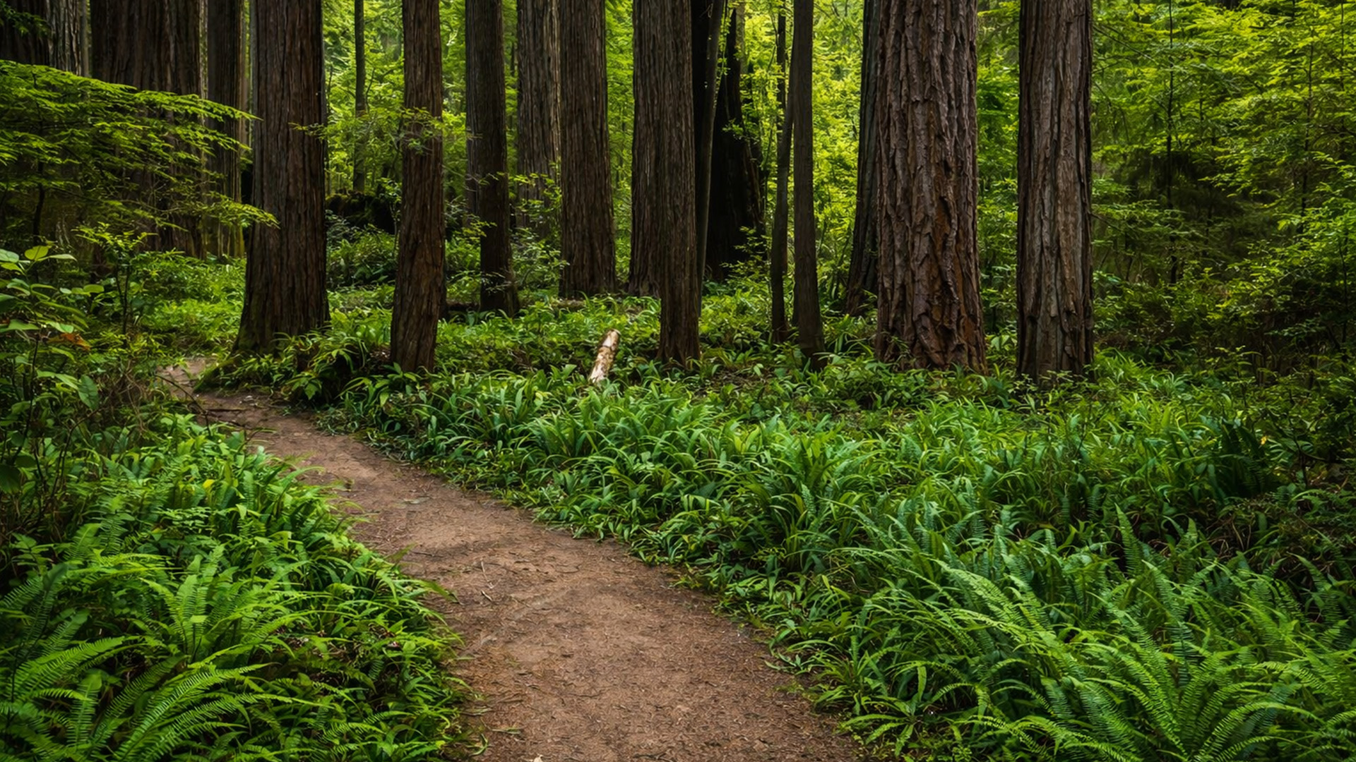Redwood National Park family friendly forest trail (4K)