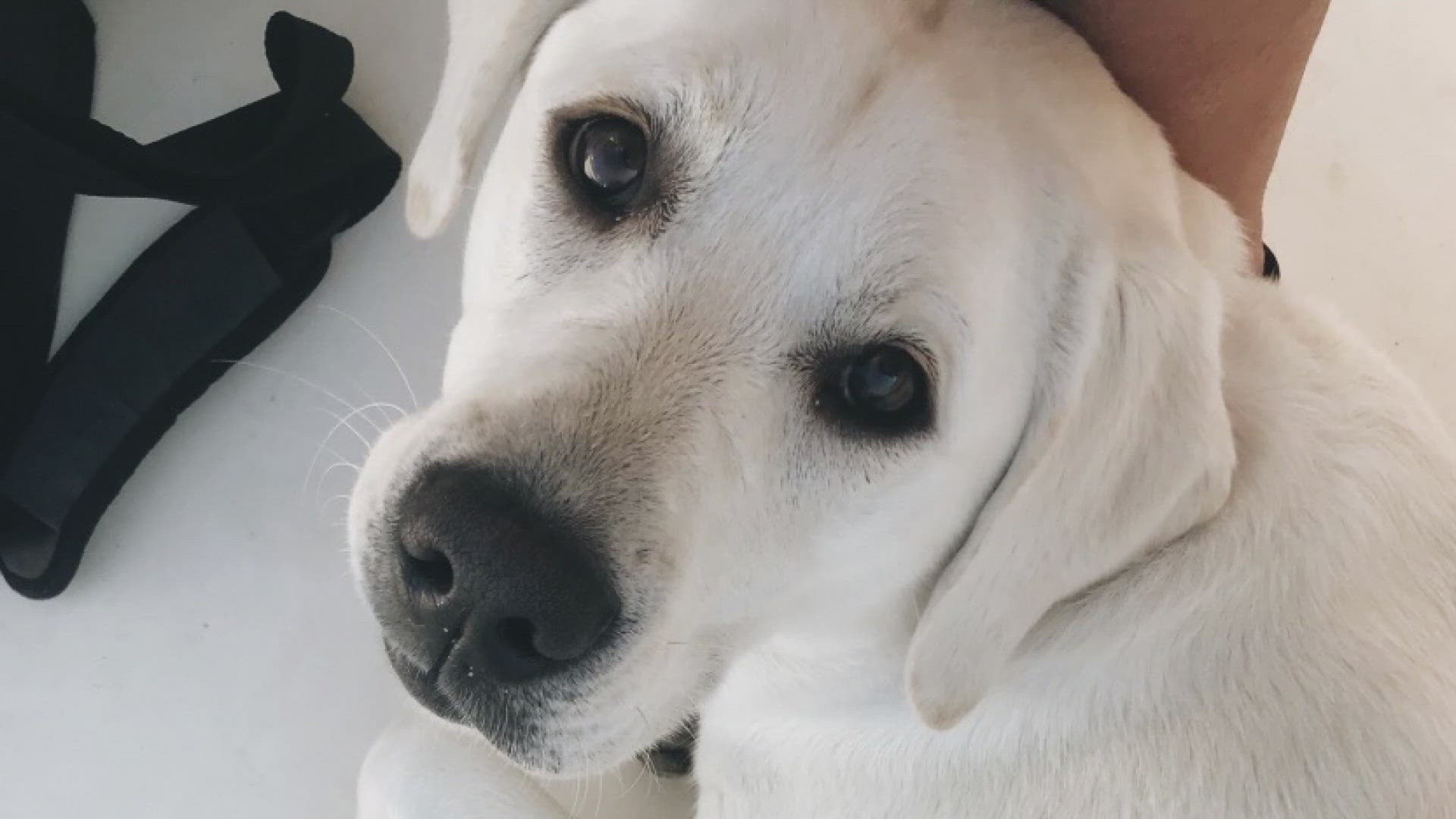 DC dog owners take extra care in cold weather