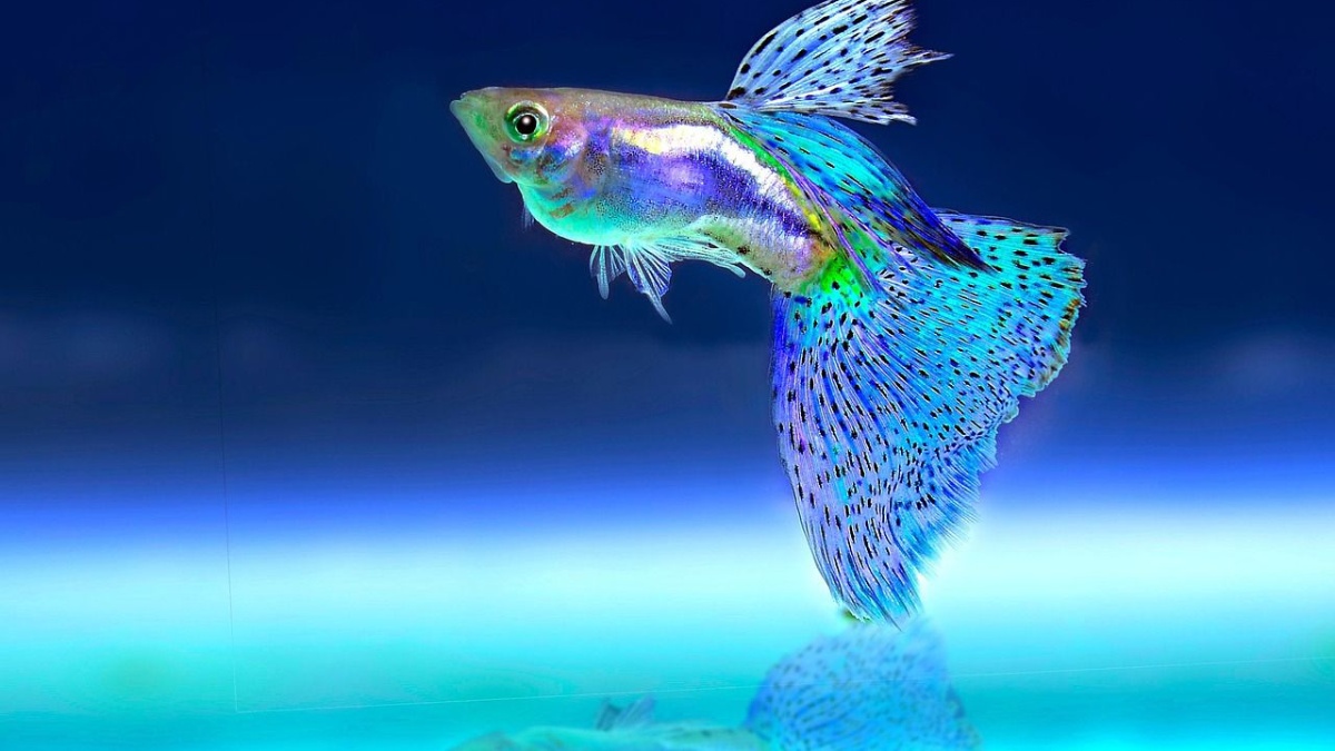 15 myths and facts about having a home aquarium, according to experts