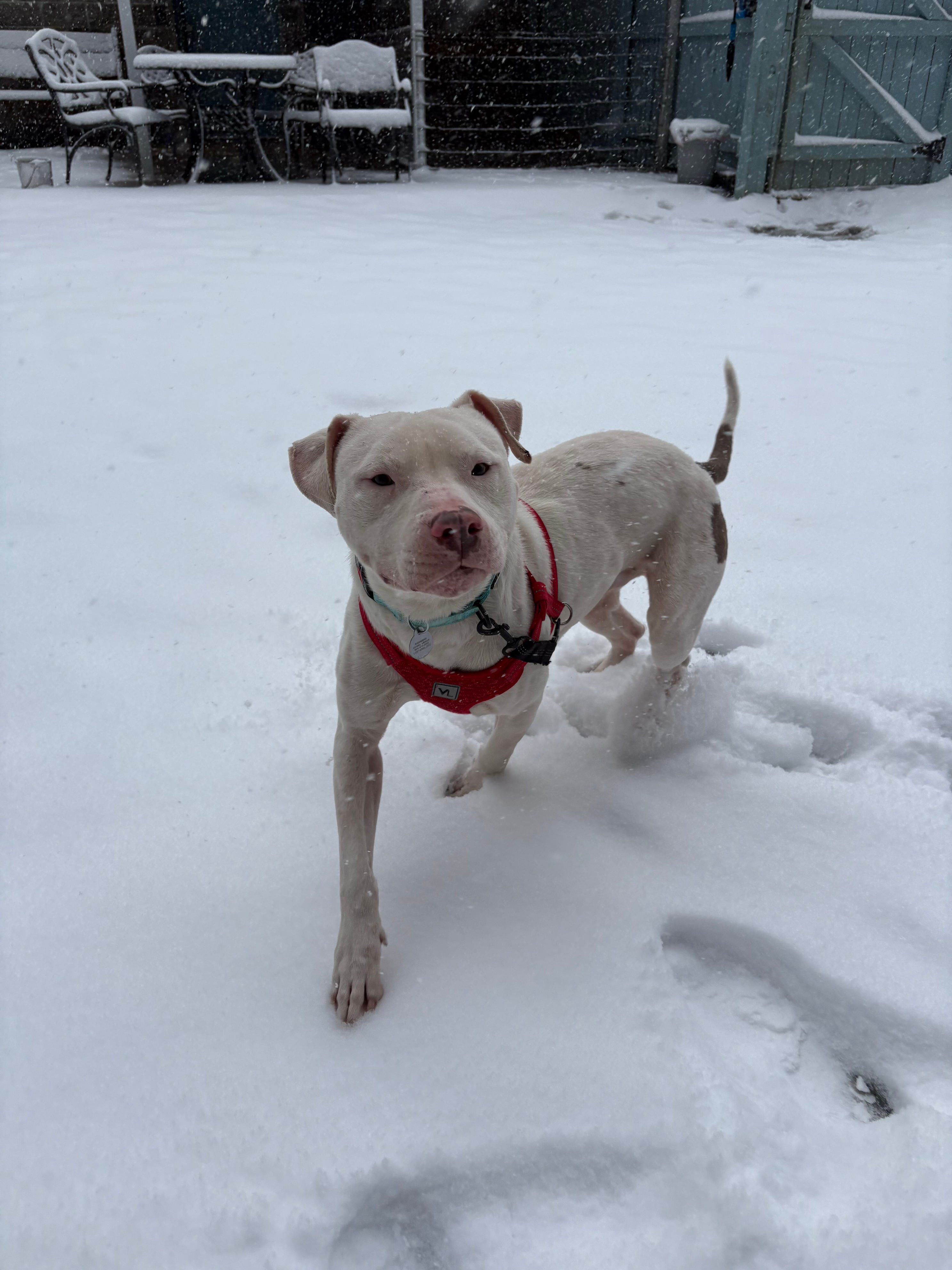 Richmond Animal League running 'Snow Place like Home' adoption special