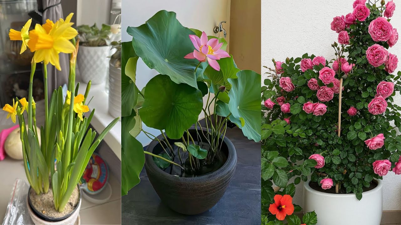 Surprising origins of popular flowers you never knew