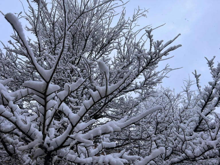 Exploding trees trend grows as extreme cold raises winter risk concerns ...