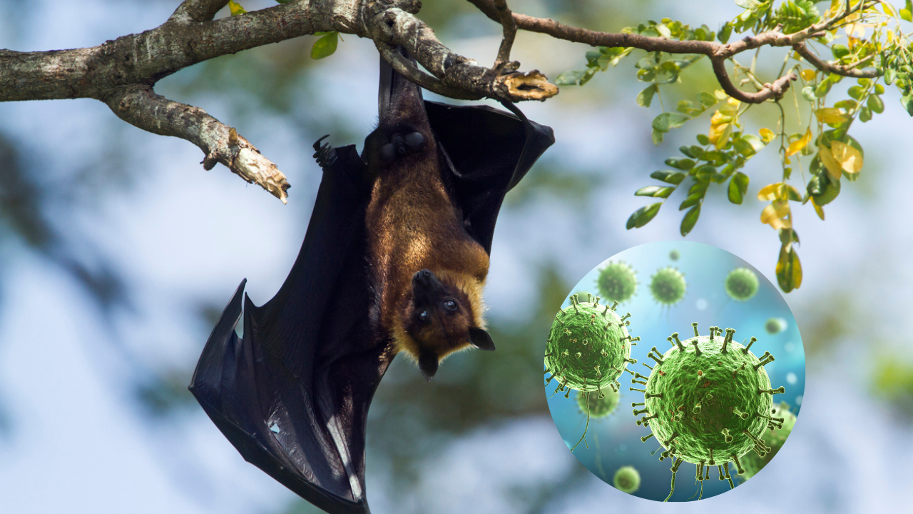 Nipah virus outbreak in India: After two West Bengal cases, tests on ...