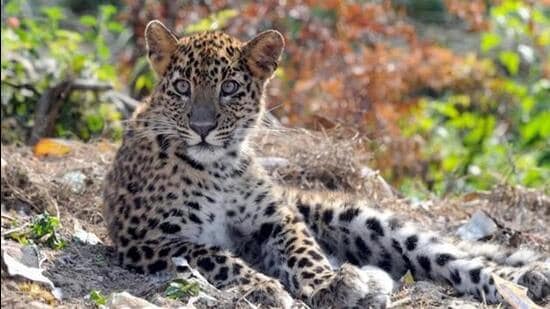 Leopard spotted in Shimla residential area, wildlife dept deploys cage