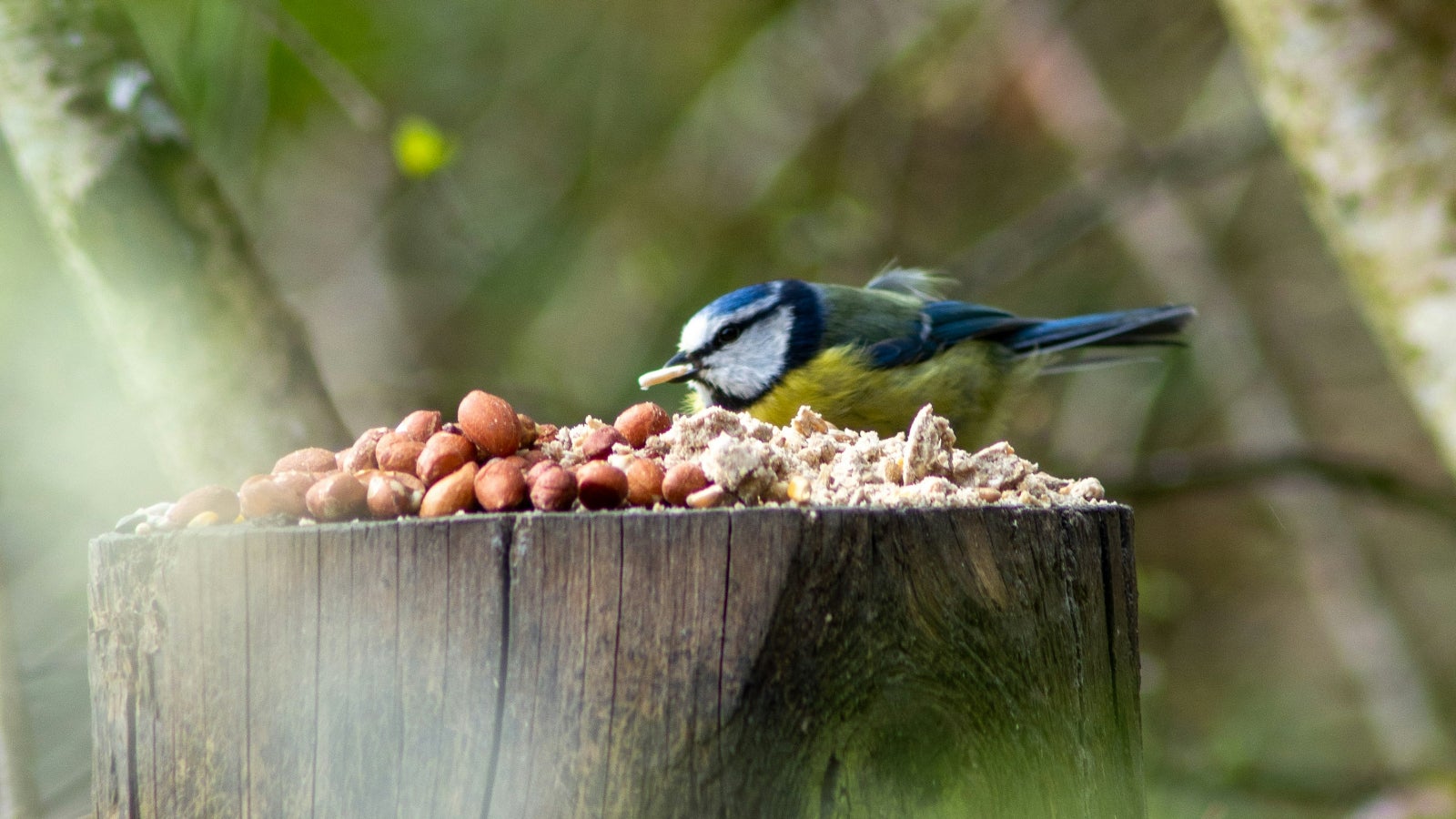 Your bird feeders are probably in the wrong place, experts say