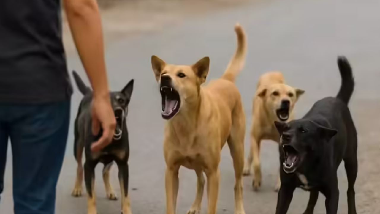 Hyderabad: Stray dog attacks 5-year-old girl in Suraram Colony; child ...