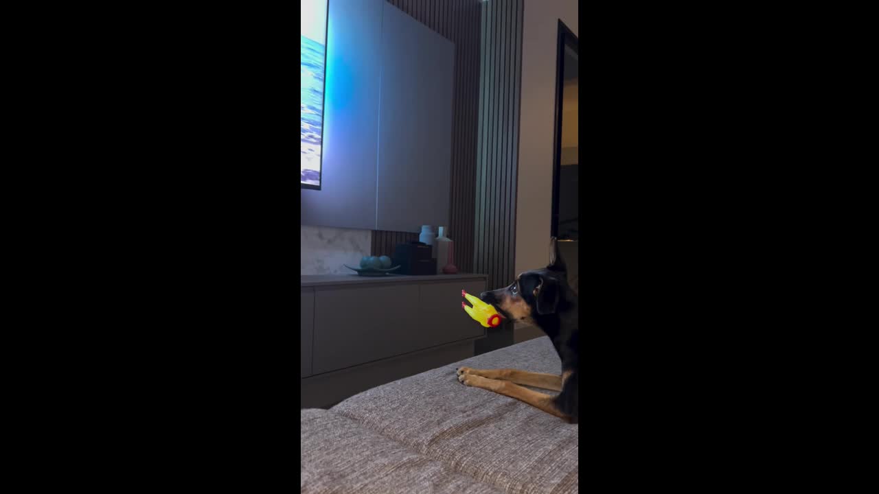 Miniature Pinscher watches dog videos on TV in Catalão, Brazil