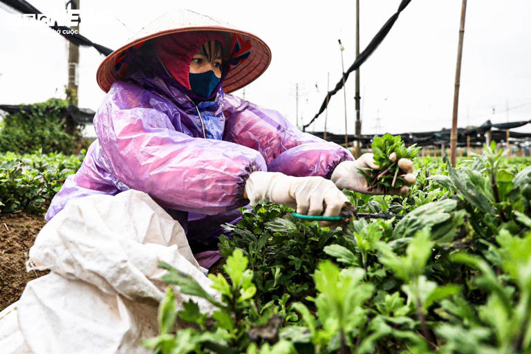 Hà Nội rét 9°C, nông dân trùm áo mưa kín mít ra đồng chăm hoa Tết