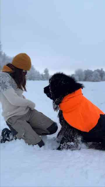 Wherever I go, my Newfie follows