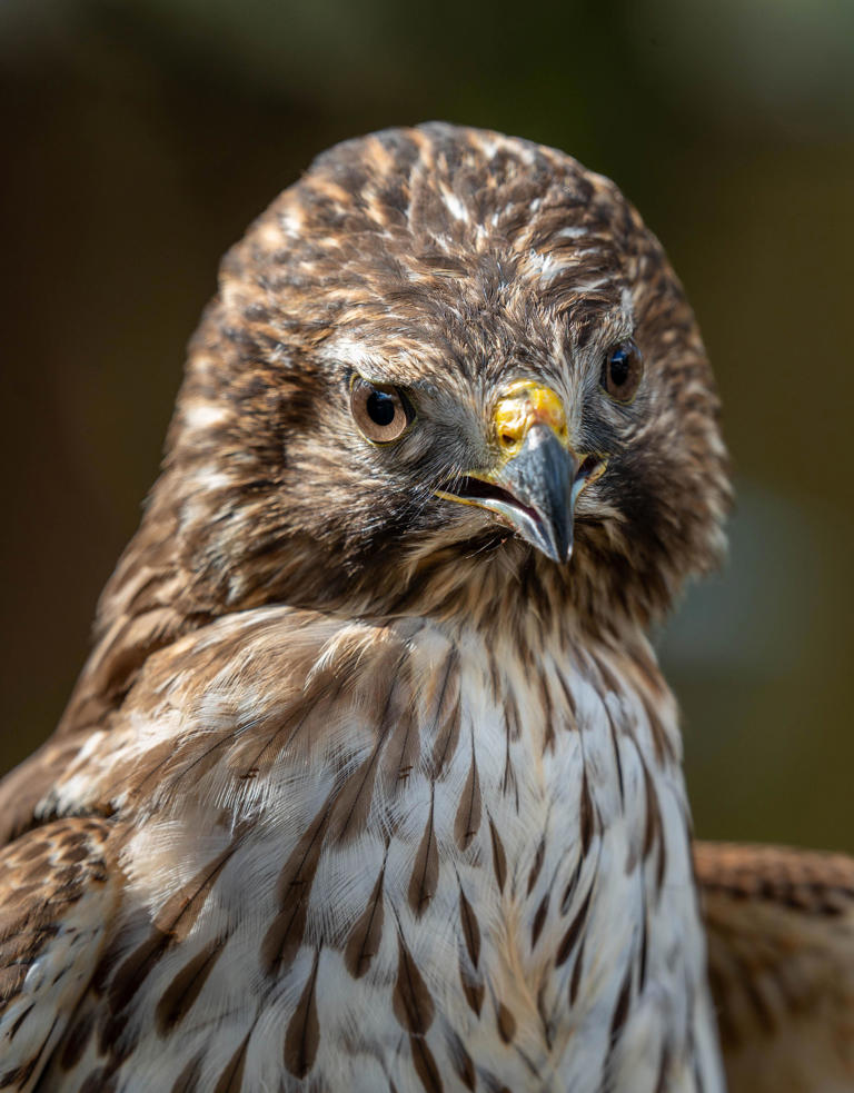 The bald eagle shot on Thanksgiving died, but wildlife sanctuary is saving others