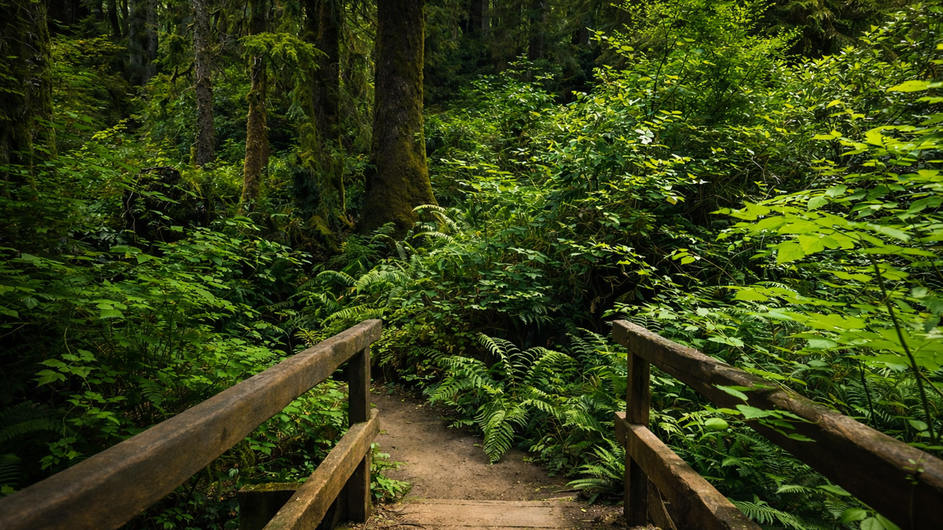Trilha James Irvine: caminhada na floresta de Redwood em 4K