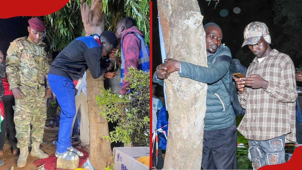 Tree-hugging craze: 7 Kenyans who've hugged trees in January 2026 as ...