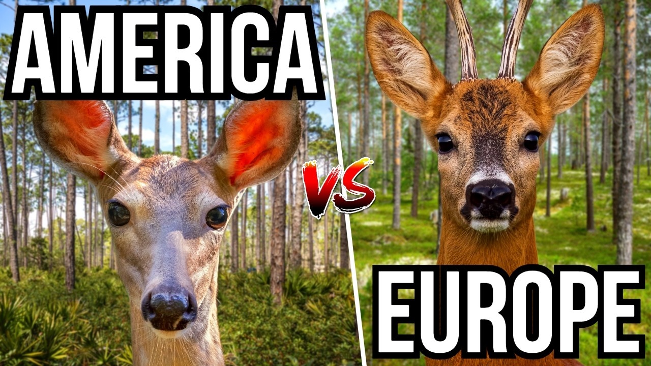 North American predators face European rivals in a simulated ecosystem ...