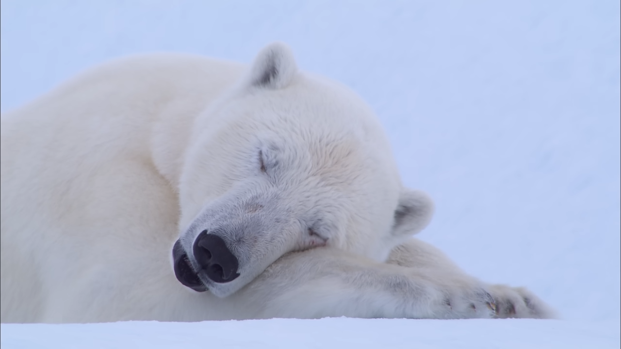 This is what keeps polar bears warm in ice-cold water