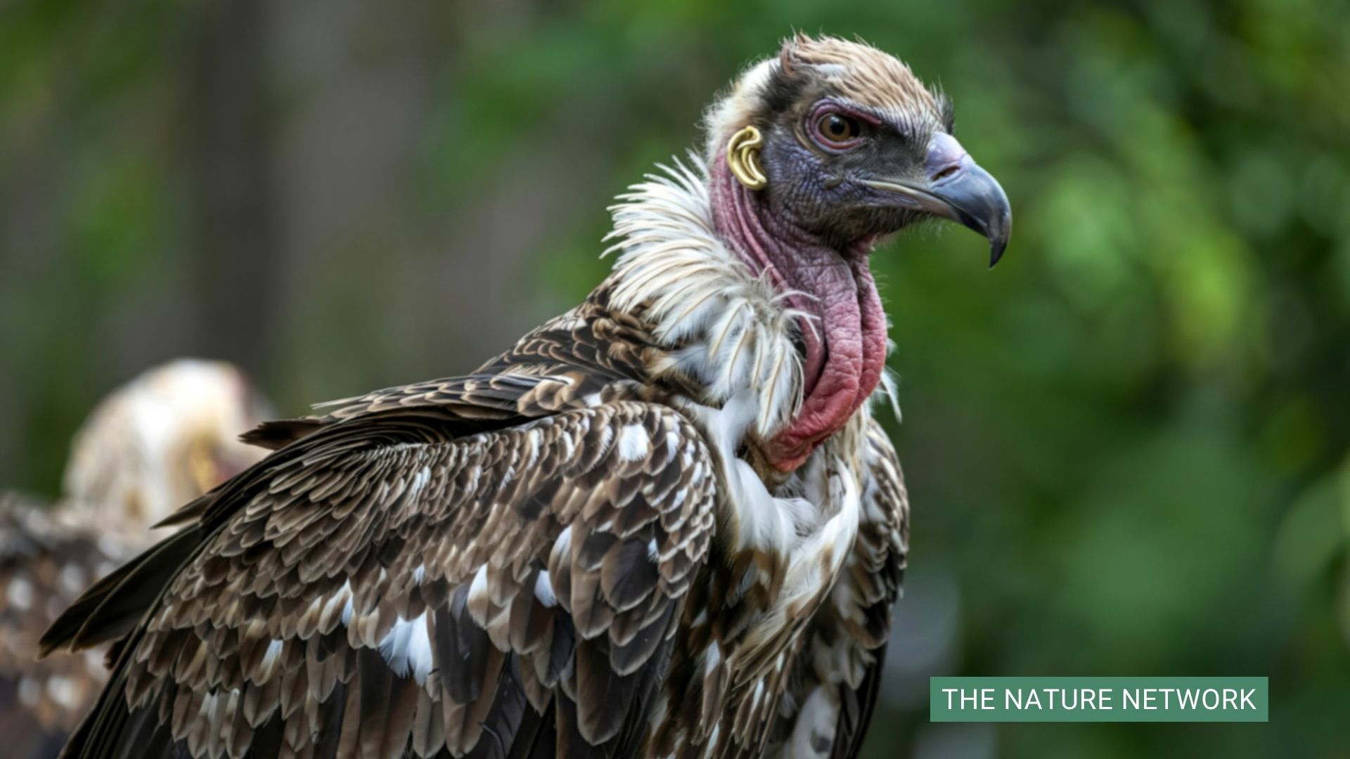 What are scavengers and why are they so important?