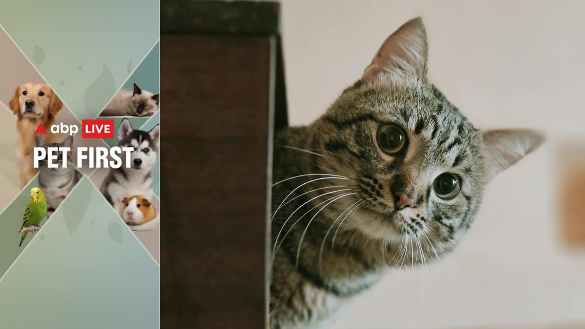 ABP Live Pet First: Raising a happy cat? These everyday care tips make ...