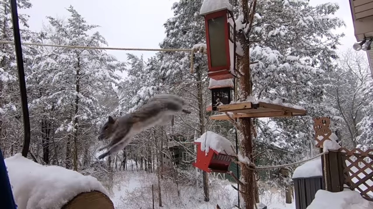 This is what happened when I left feeders out for birds and beasts