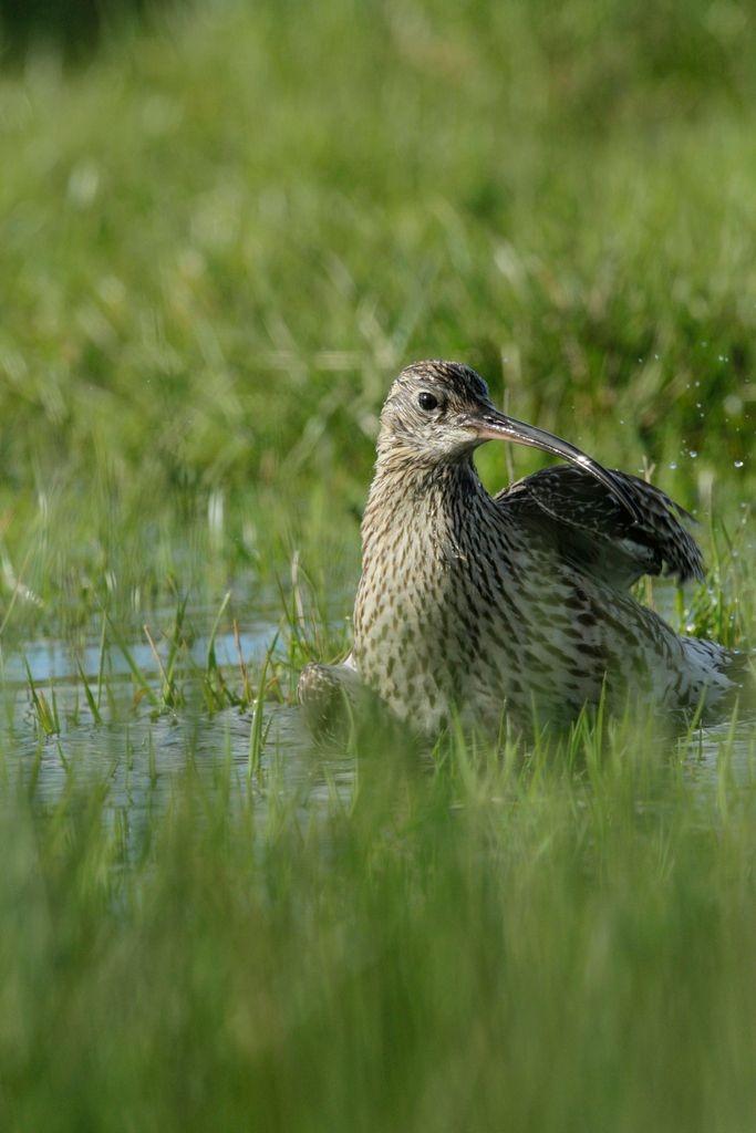 RSPB NI calls on DAERA to revise nature recovery strategy and provide ...