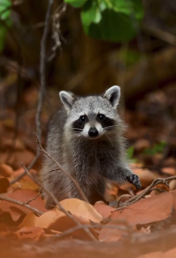 Curious raccoon exploring the mangroves | Wildlife adventure