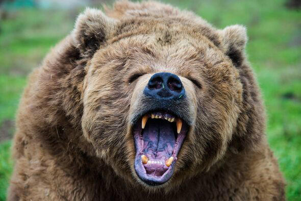 Man survives savage 400lb grizzly bear attack by shoving own arm down ...