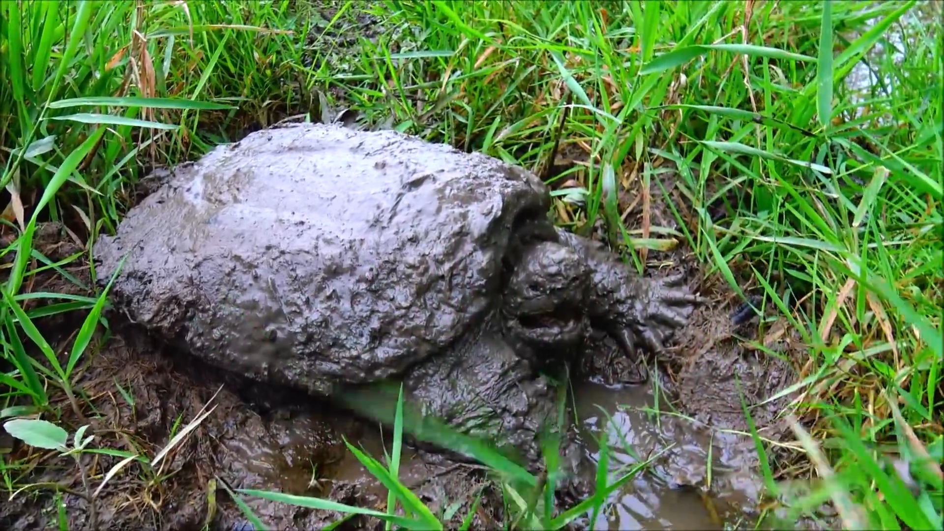This day in the field changed how wild snapping turtles were seen