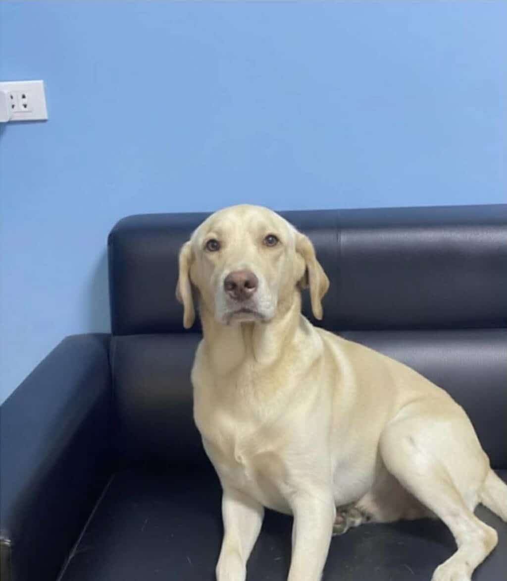 Owner of dog beaten to death in Mandaue market to file case