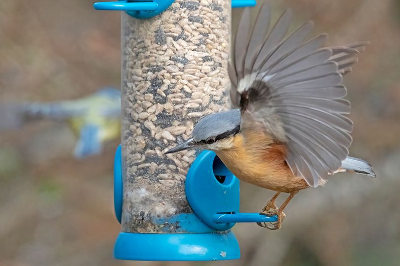 Bird fans issued two-month warning as you may to stock up on these items