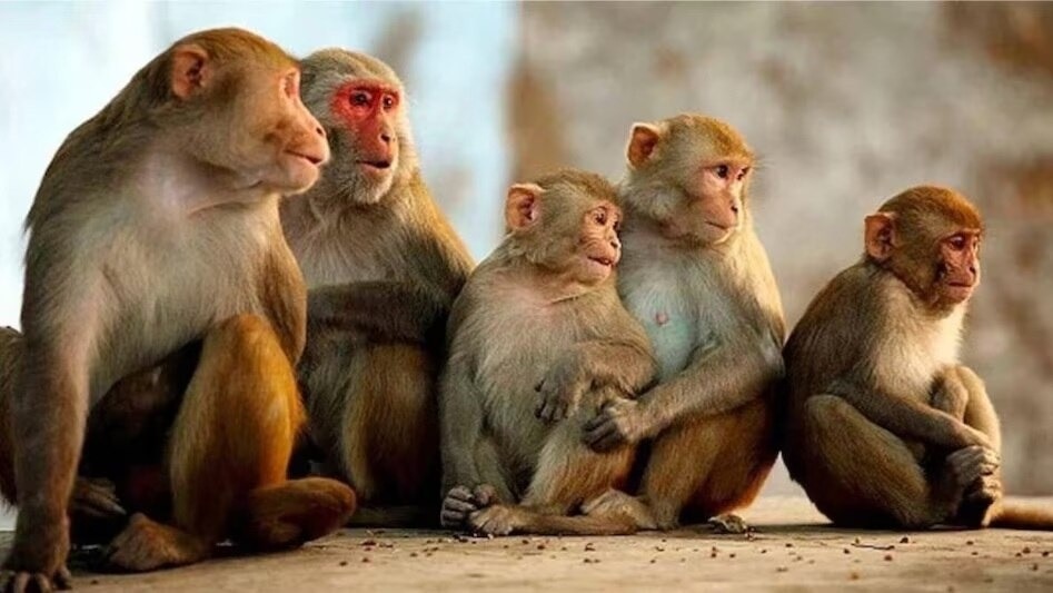 15 monkeys killed, 80 seriously injured after suspected poisoning in ...