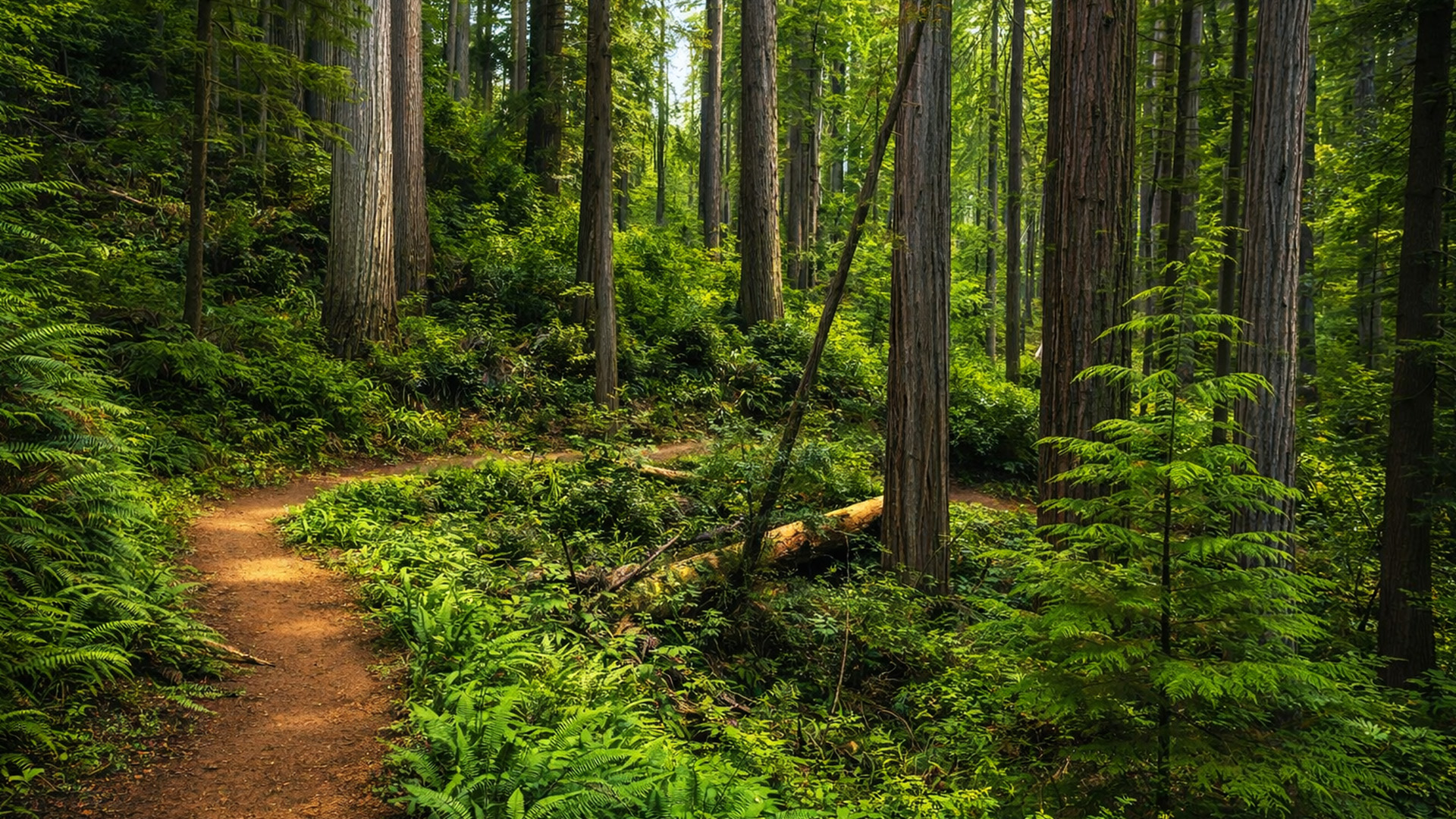 Redwood National Park easy hike on James Irvine Trail (4K)