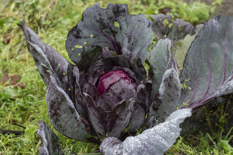 Rotkohl Weisse Punkte