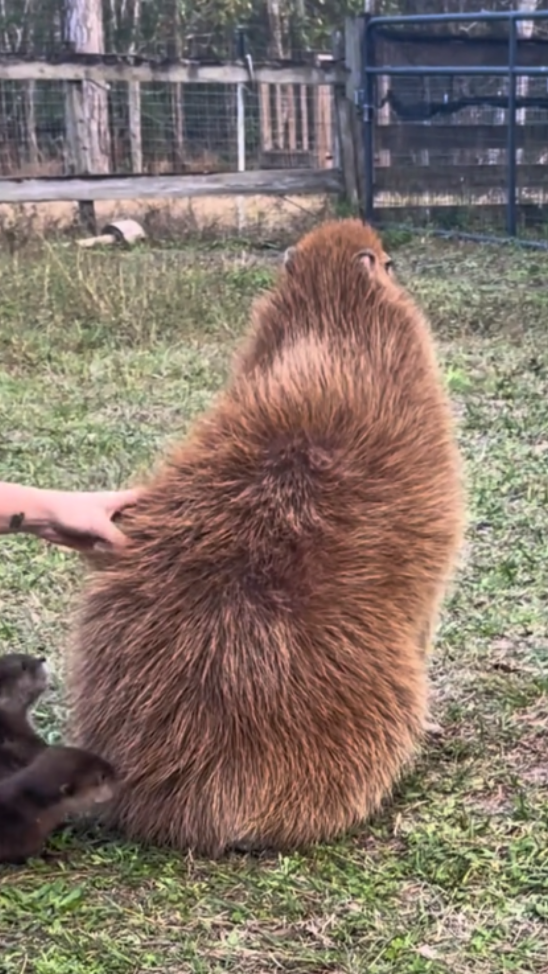 How Tater and Tot are learning to socialize with capybaras