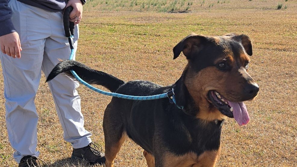 Meet Cora: Rottweiler-German shepherd mix looking for a forever home in ...