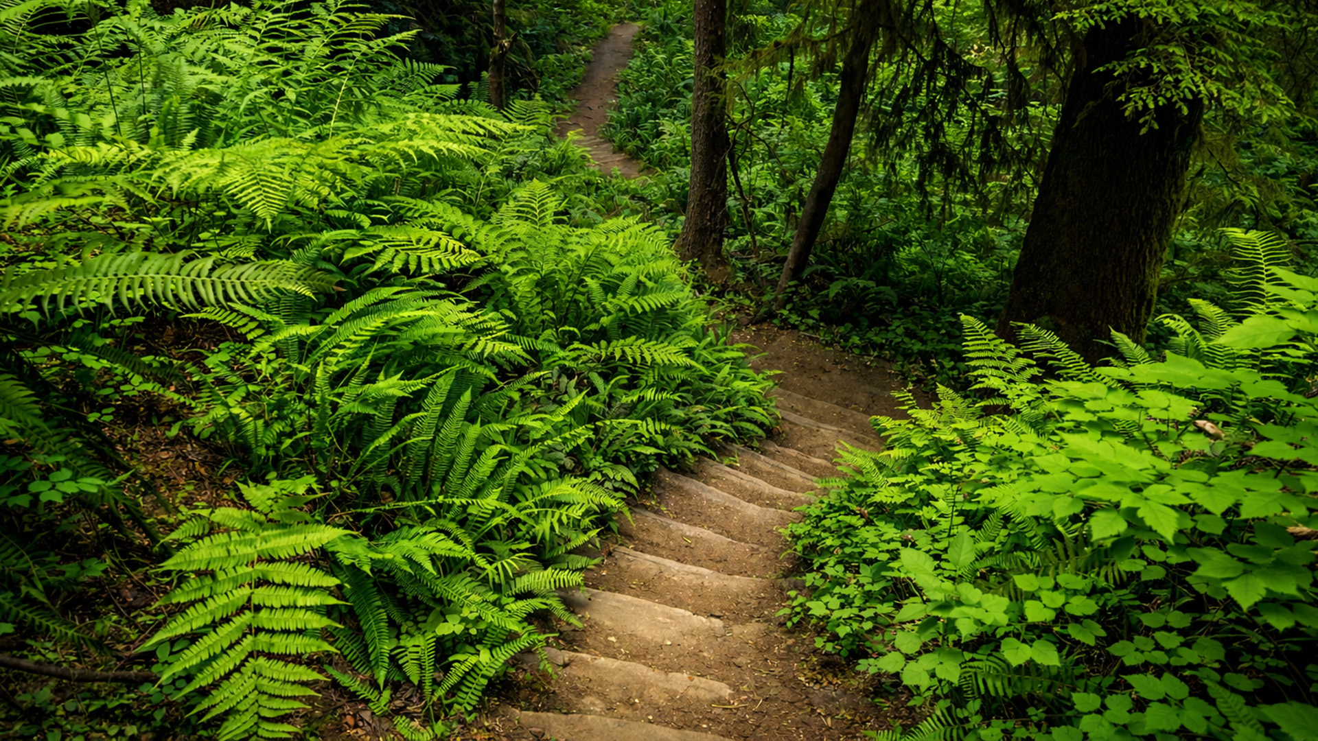Trilha James Irvine: caminhada entre sequoias na Califórnia (4K)