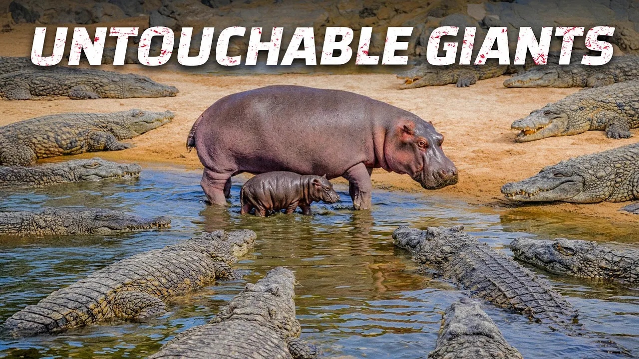 Why protecting hippos became a life-threatening mission