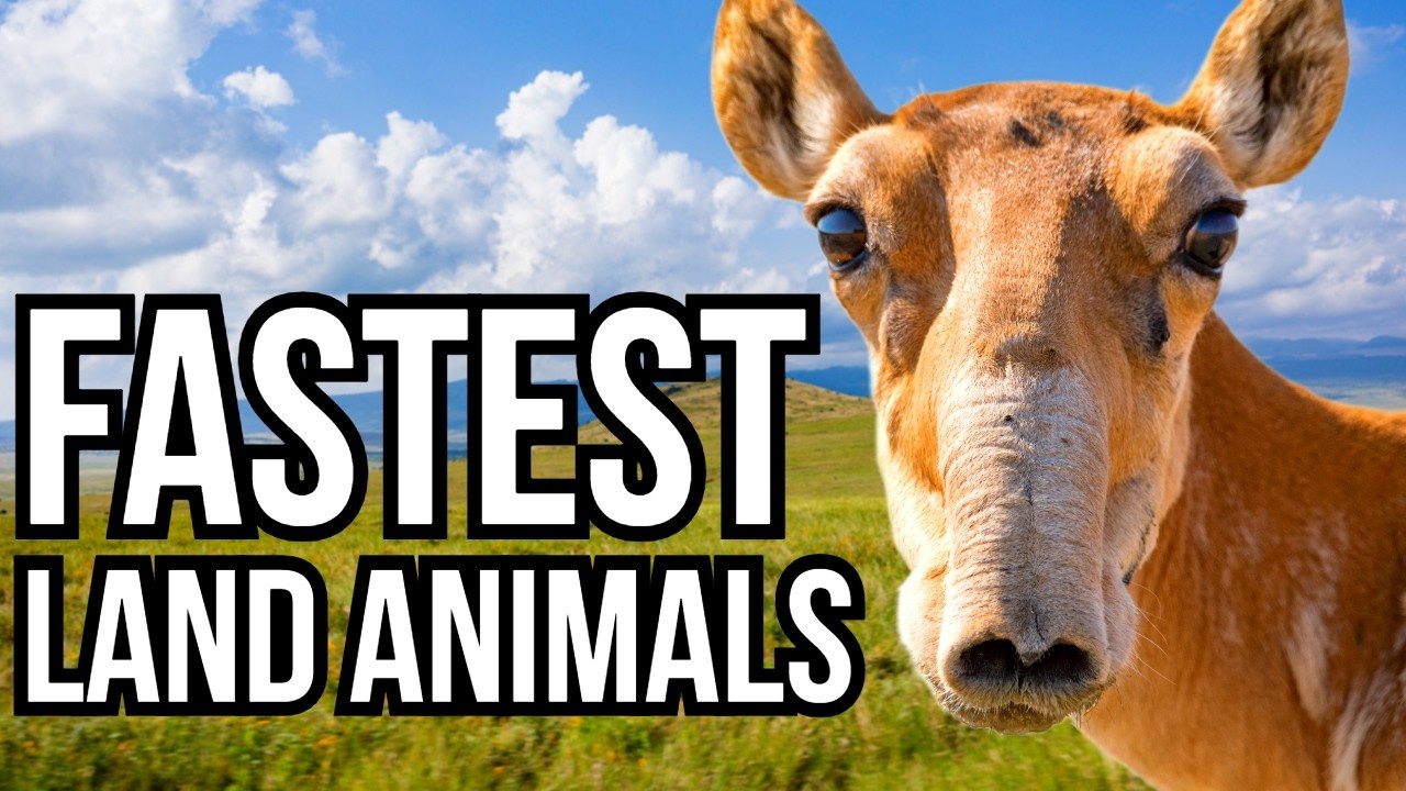 Side-by-side comparisons reveal which continent produces the fastest runner