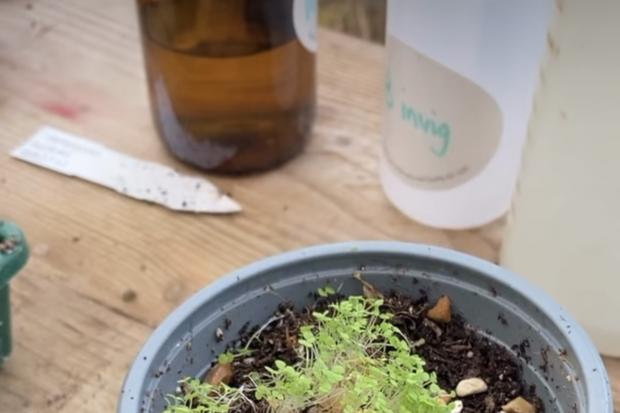 Chelsea Flower Show garden highlights youth mental health crisis