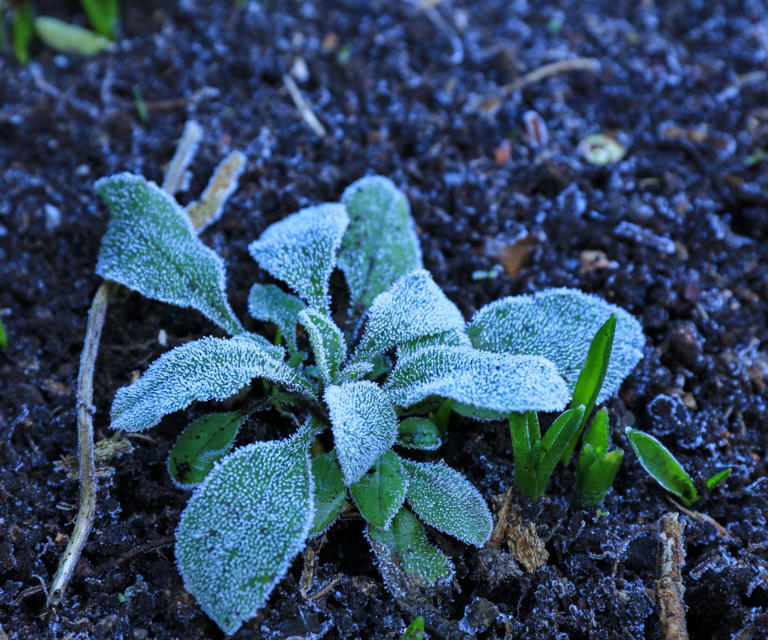 Frost heave is a winter phenomenon that can kill plants, but it can be ...