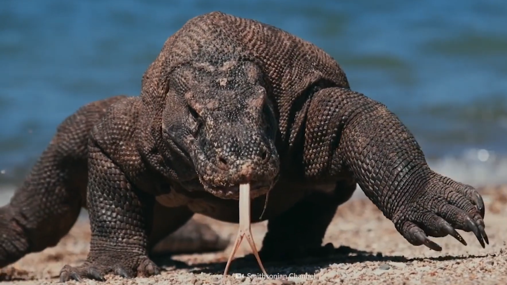 „Er ging nur kurz hinter den Busch.“ - Wie ein Komodowaran ein Kind tötete