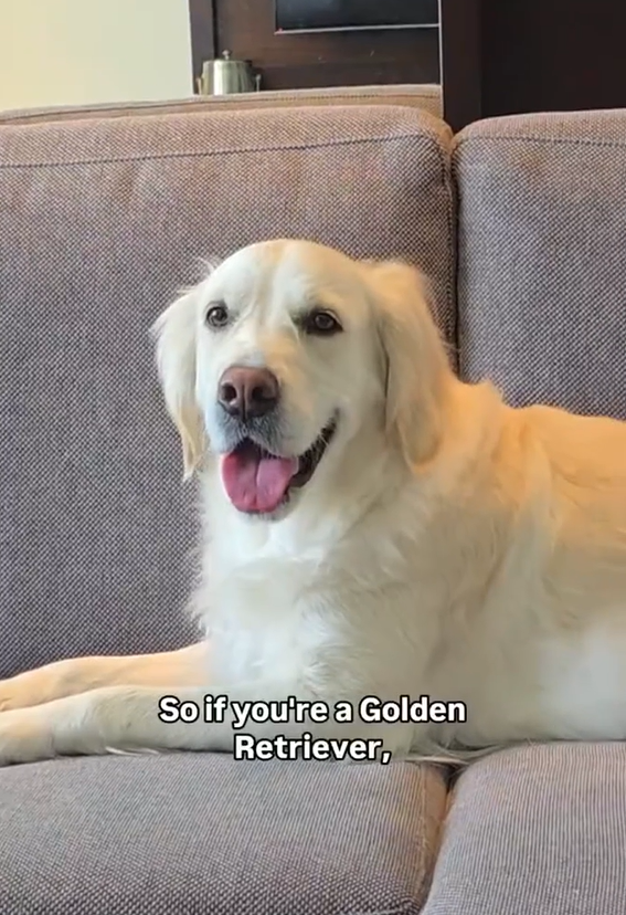 Meet this adorable golden retriever | Fun & playful moments