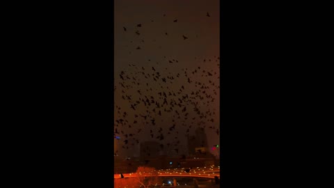 China: Massive flock of crows swarms night sky over Anshan