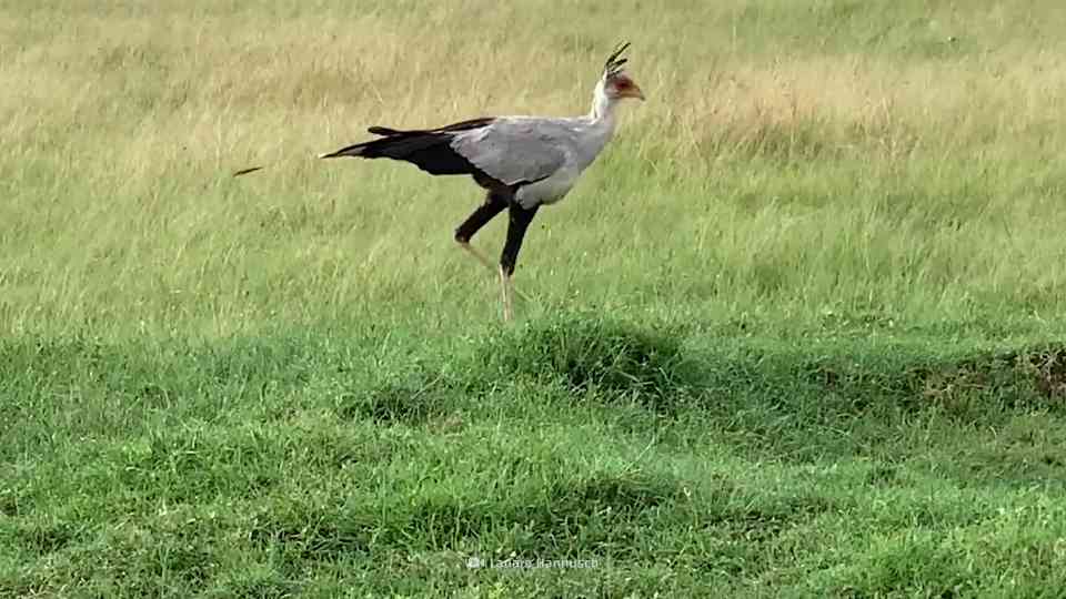 When birds shift from harmless wildlife to serious threat
