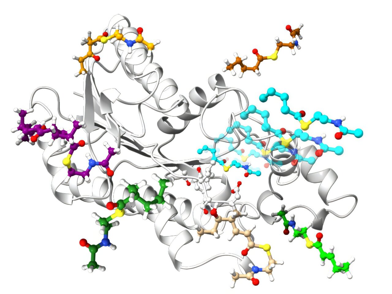 Study sheds light on the function of a key antibiotic-producing enzyme