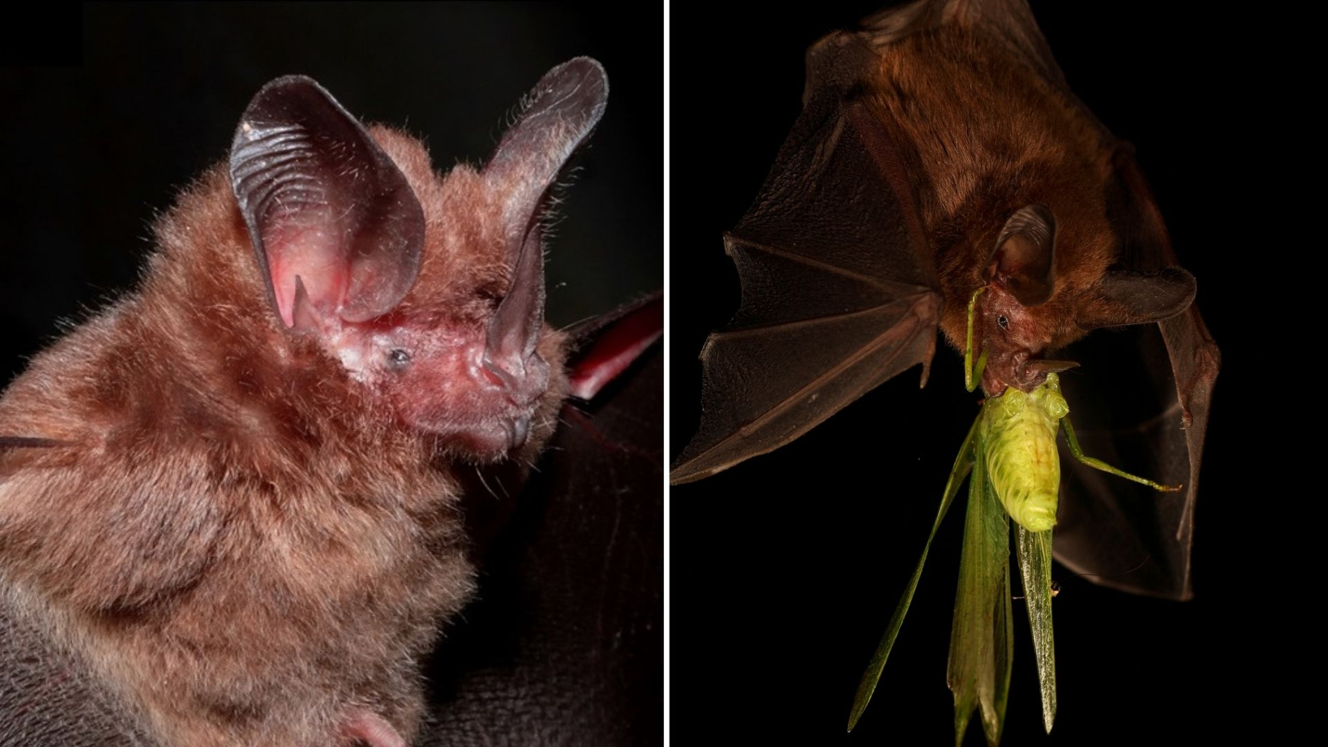 Robot bat reveals how big-eared bats find insects in darkness using ...