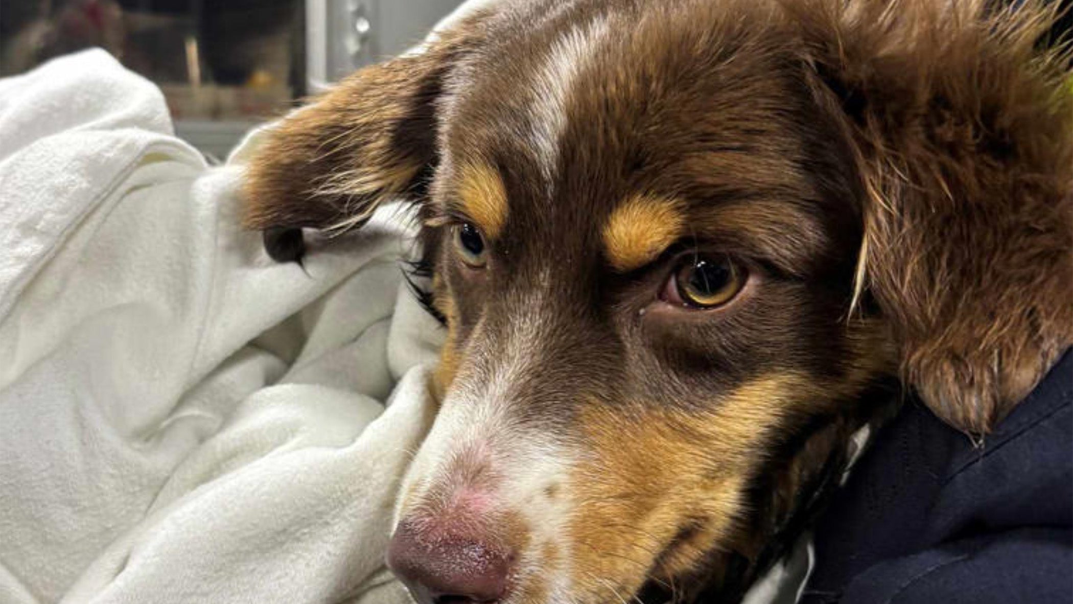 Australian shepherd puppy rescued after 4-hour ordeal on frozen Detroit ...